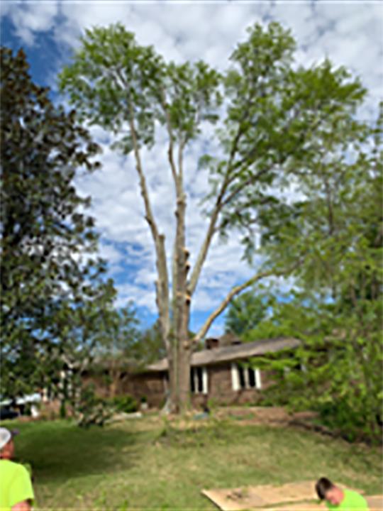 Harris Tree Service - Springville, AL